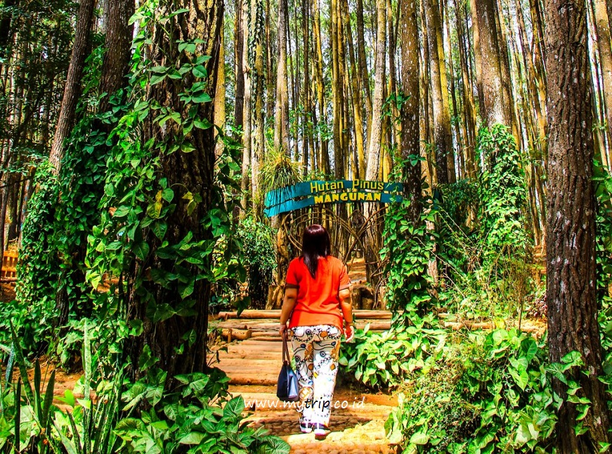 ADA APA SAJA DI HUTAN PINUS MANGUNAN BANTUL? ADA APA SAJA DI HUTAN PINUS MANGUNAN BANTUL?